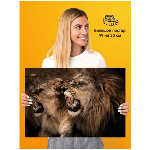 Постер плакат Lion and Lioness Лев и львица