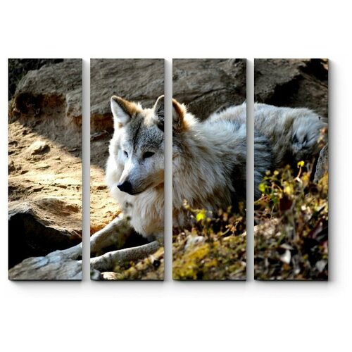 Модульная картина Гималайский волк 80x60