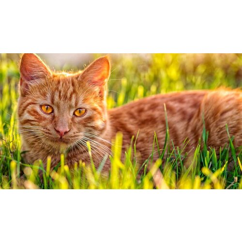 Картина на холсте 60x110 LinxOne "Кот котэ кошка рыжий трава" интерьерная для дома / на стену / на кухню / с подрамником