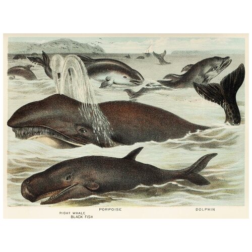 Постер / Плакат / Картина Черный кит 60х90 см в раме