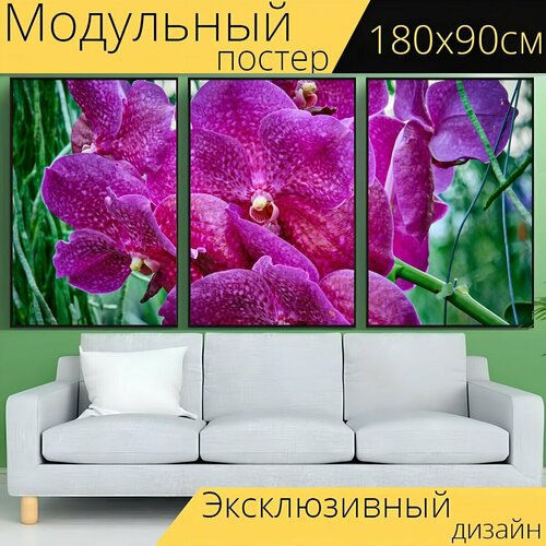 Модульный постер "Цветы, орхидея, блум" 180 x 90 см. для интерьера