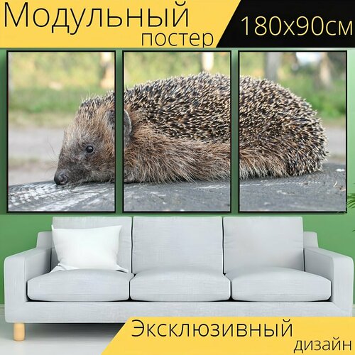 Модульный постер "Еж, сад, животное" 180 x 90 см. для интерьера
