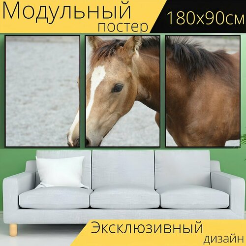 Модульный постер "Жеребенок, лошадь, молодая лошадь" 180 x 90 см. для интерьера