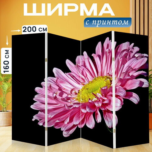Ширма перегородка с принтом "Цветок, астра, розовый" на холсте - 200x160 см. для зонирования, раскладная