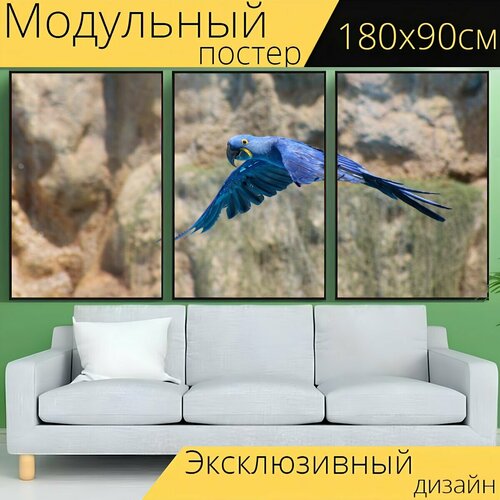 Модульный постер "Попугай, синий, хороший" 180 x 90 см. для интерьера