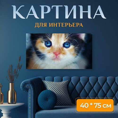 Картина на холсте "Котенок, кот, лицо" на подрамнике 75х40 см. для интерьера