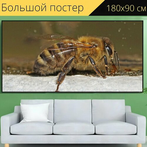 Большой постер "Природа, насекомое, пчела" 180 x 90 см. для интерьера
