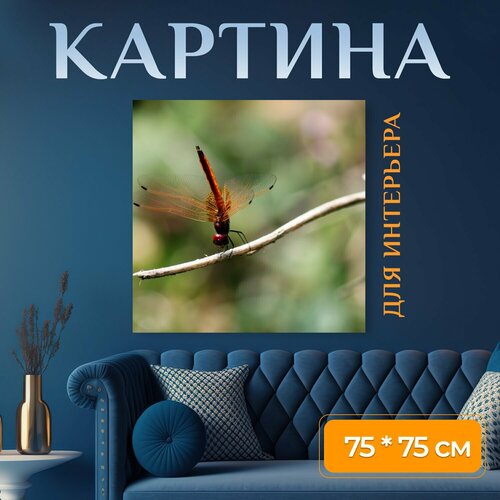 Картина на холсте "Стрекоза, насекомое, крыло" на подрамнике 75х75 см. для интерьера