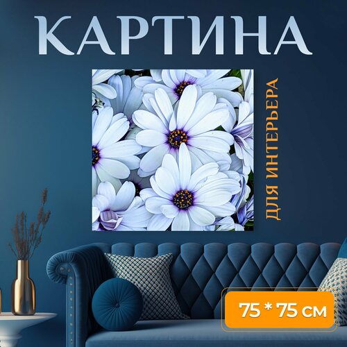 Картина на холсте "Ромашки, африканские ромашки, белые цветки" на подрамнике 75х75 см. для интерьера