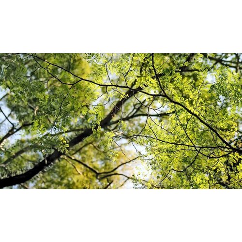 Картина на холсте 60x110 Альянс Лес "Ветки листья природа" на подрамнике / интерьер/ декор