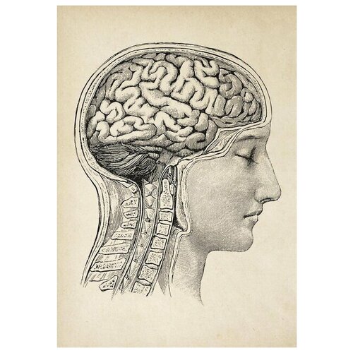 Плакат, постер на холсте анатомическое пособие. человеческая голова. Размер 30 х 42 см