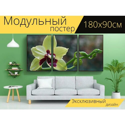 Модульный постер "Орхидея фаленопсис, гибридный, орхидея" 180 x 90 см. для интерьера