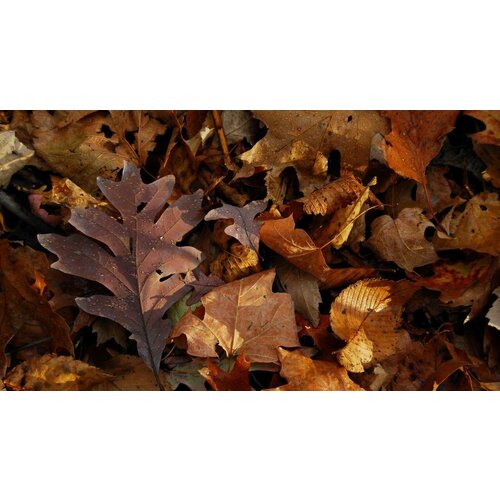 Картина на холсте 60x110 Альянс Лес "Природа осень листья" на подрамнике / интерьер/ декор