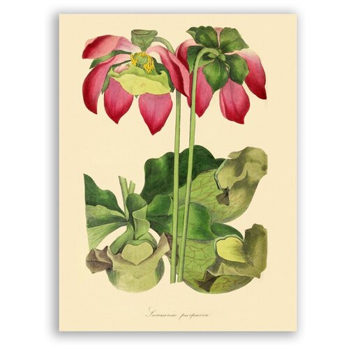 Гравюра Постер на бумаге / Sarracenia Purpurea