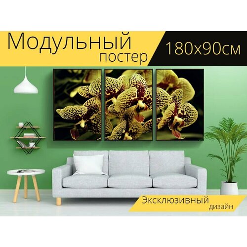 Модульный постер "Цветок, цветы, орхидея" 180 x 90 см. для интерьера