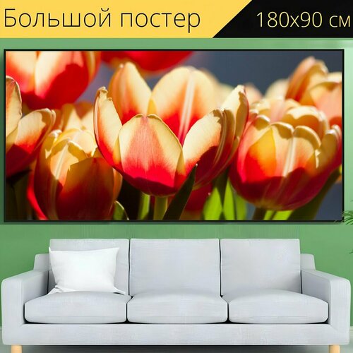 Большой постер "Тюльпан, весенний цветок, цветок" 180 x 90 см. для интерьера