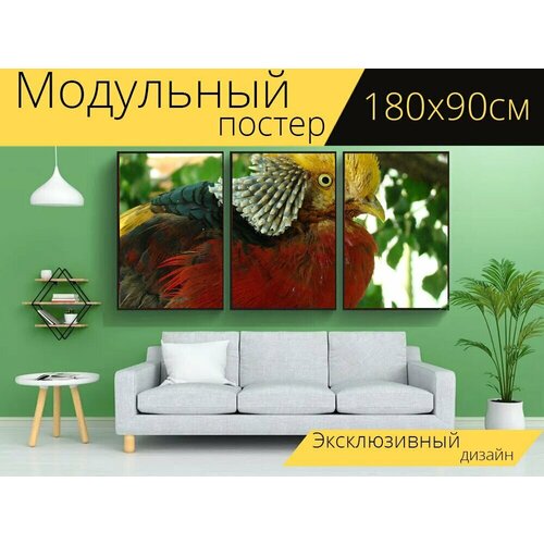 Модульный постер "Золотой фазан, зоопарк, подергивание" 180 x 90 см. для интерьера