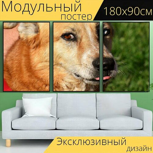 Модульный постер "Собака, животное, разные цвета глаз" 180 x 90 см. для интерьера