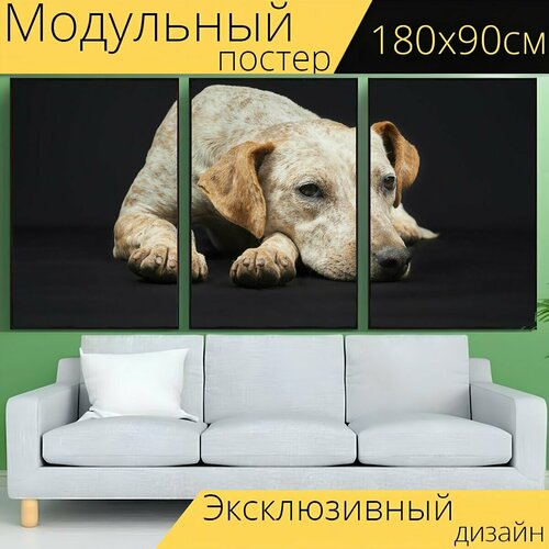 Модульный постер "Собака, охота, животное" 180 x 90 см. для интерьера