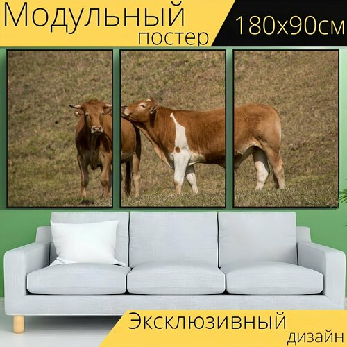 Модульный постер "Коровы, быки, крупный рогатый скот" 180 x 90 см. для интерьера