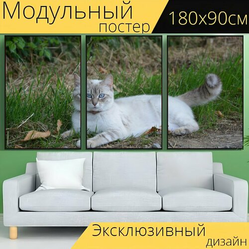 Модульный постер "Кошка, отдых, домашнее животное" 180 x 90 см. для интерьера