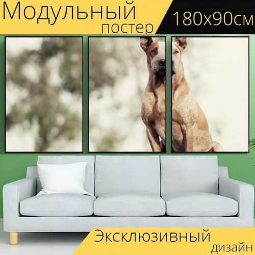 Модульный постер "Собака, животное, домашний питомец" 180 x 90 см. для интерьера