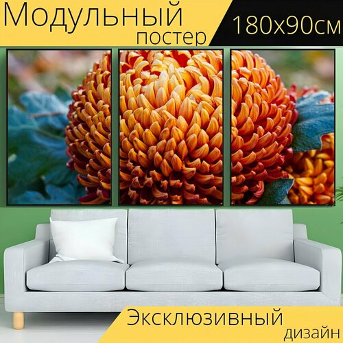 Модульный постер "Хризантема, цвести, цветок" 180 x 90 см. для интерьера