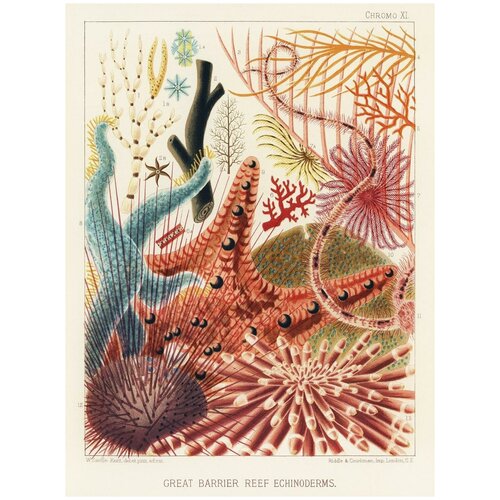 Постер / Плакат / Картина Иглокожие животные Большого Барьерного рифа 50х70 см в раме