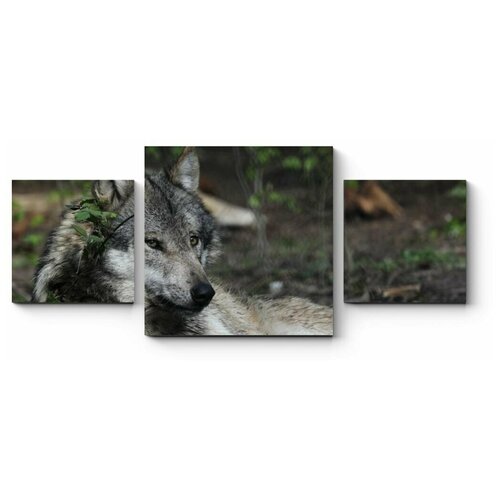Модульная картина Волк отдыхает в лесу 130x56