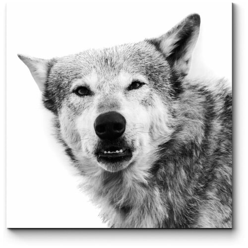 Модульная картина Монохромный волк 120x120