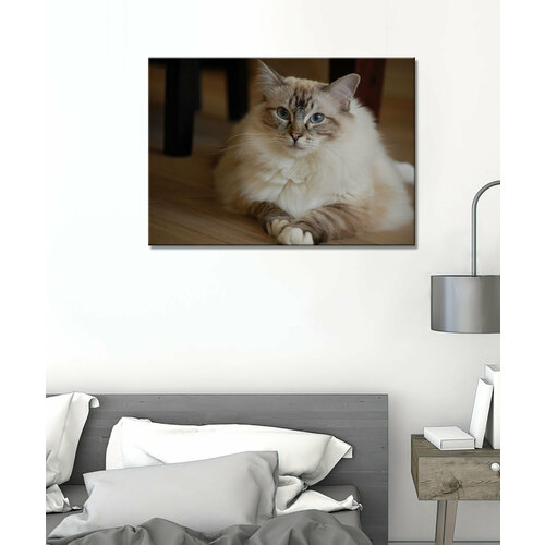 Картина - кошка, рэгдолл, домашняя кошка, ласковая кошка, кот (267) 50х70