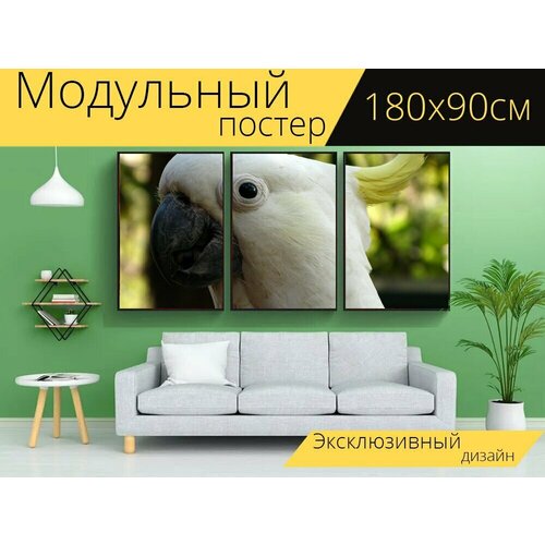 Модульный постер "Серный какаду, белый какаду, сернистый" 180 x 90 см. для интерьера