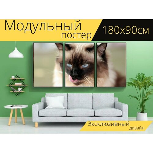 Модульный постер "Кот, сиамский, язык" 180 x 90 см. для интерьера