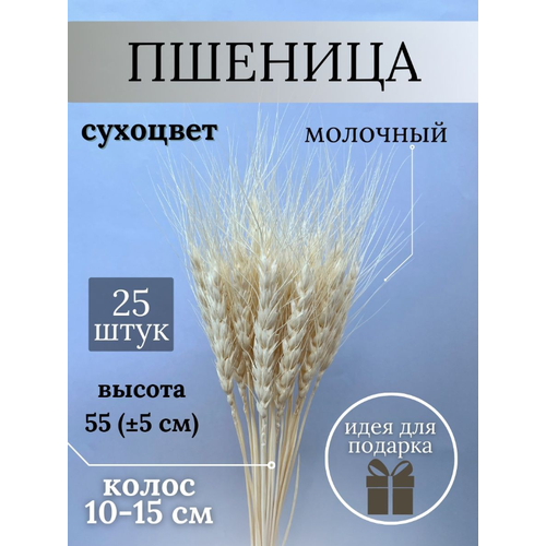 Букет сухоцветы пшеница сухие колоски (Цвет: молочный)