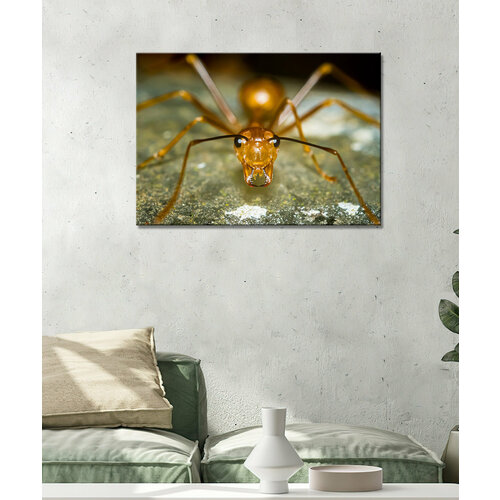 Картина -Муравей, муравей макро, муравей близко (34) 30х40
