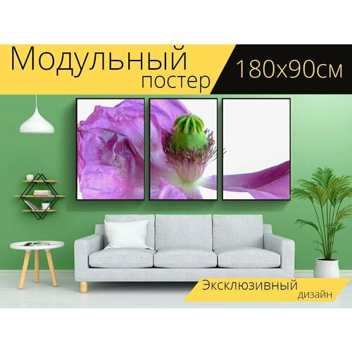 Модульный постер "Мак, фиолетовый, цвести" 180 x 90 см. для интерьера