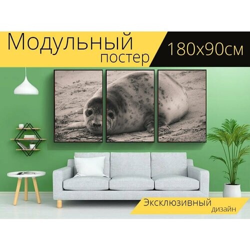 Модульный постер "Тюлень, серый тюлень, гельголанд" 180 x 90 см. для интерьера
