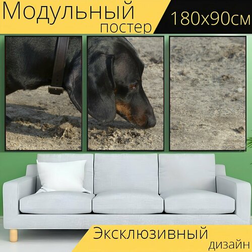 Модульный постер "Собака, такса, животное" 180 x 90 см. для интерьера