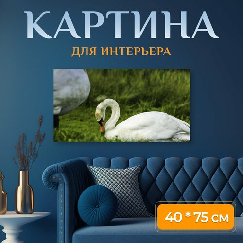 Картина на холсте "Лебедь, птица, животное" на подрамнике 75х40 см. для интерьера