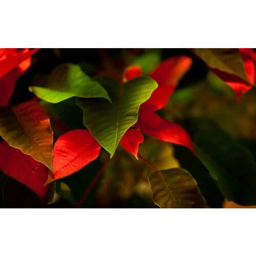 Картина на холсте 60x110 LinxOne "Листья, зеленый, красный, макро" интерьерная для дома / на стену / на кухню / с подрамником
