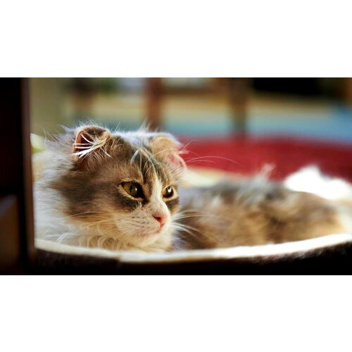 Картина на холсте 60x110 LinxOne "Лежа мордочка кошка комната" интерьерная для дома / на стену / на кухню / с подрамником