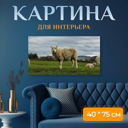 Картина на холсте "Овец, млекопитающее, трава" на подрамнике 75х40 см. для интерьера