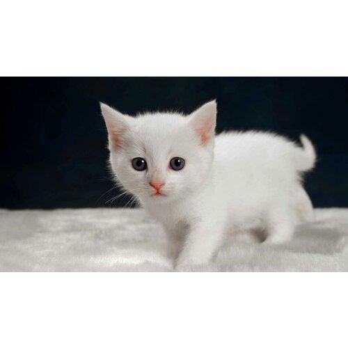 Картина на холсте 60x110 LinxOne "Котенка Кошки Животные белая" интерьерная для дома / на стену / на кухню / с подрамником