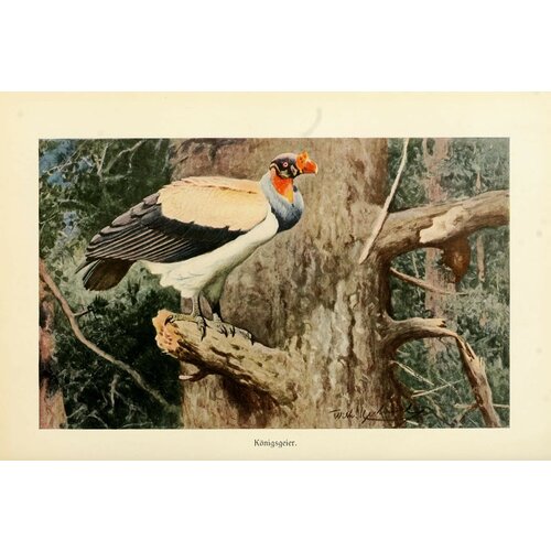 Королевский гриф, птицы постер 20 на 30 см, шнур-подвес в подарок