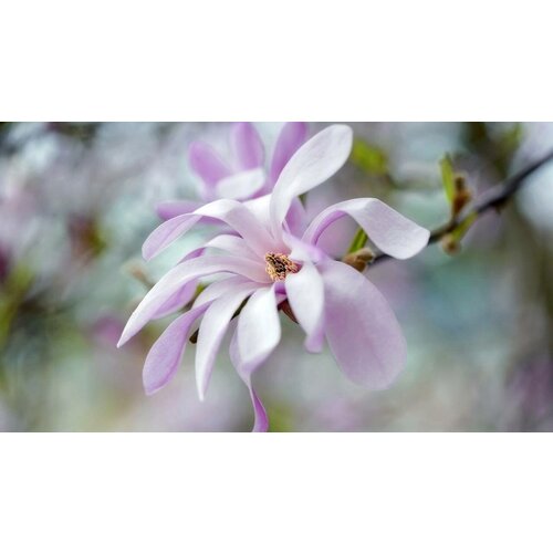 Картина на холсте 60x110 LinxOne "Весна нежность розовый магнолия" интерьерная для дома / на стену / на кухню / с подрамником