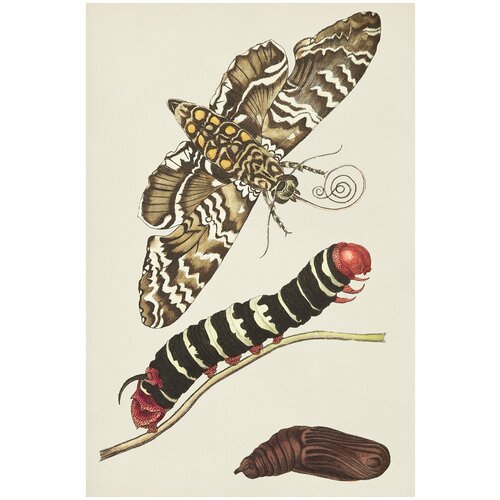 Постер / Плакат / Картина Бабочки - Полосатая бабочка и черно-белая гусеница 60х90 см в подарочном тубусе