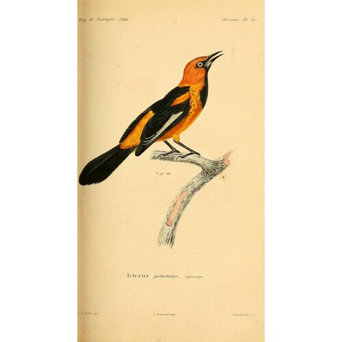 Иволга, птицы постер 20 на 30 см, шнур-подвес в подарок