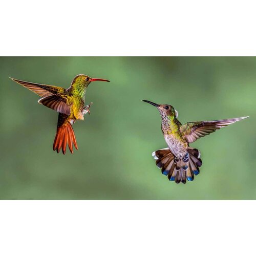 Картина на холсте 110x60 LinxOne "Колибри hummingbirds Costa" интерьерная для дома / на стену / на кухню / с подрамником