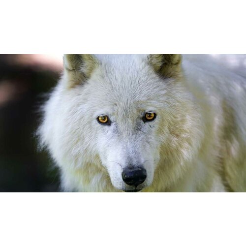 Картина на холсте 60x110 LinxOne "Взгляд арктический волк морда" интерьерная для дома / на стену / на кухню / с подрамником