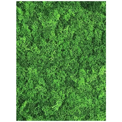 Стабилизированный мох ягель 2 сорт (обрезки) 0,5 кг натуральный зеленый для флористики/озеленения интерьера/фитокартин/зеленых стен/декор для дома